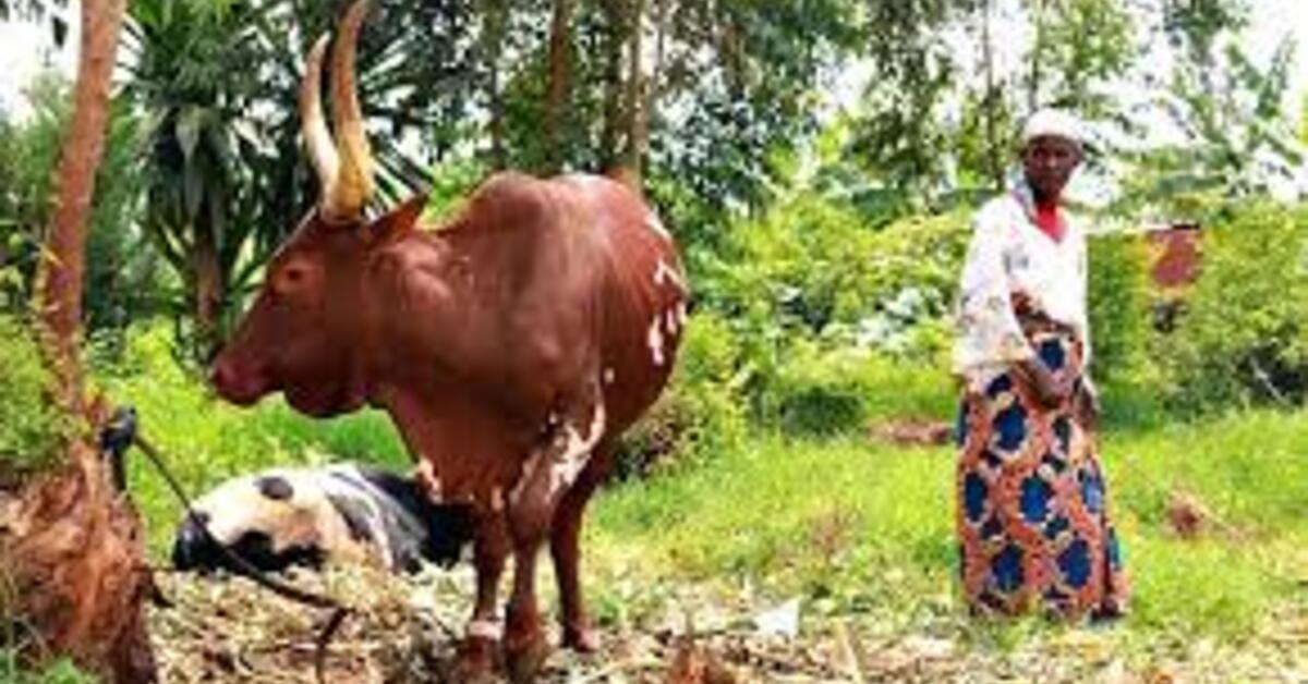 International Livestock Research Institute